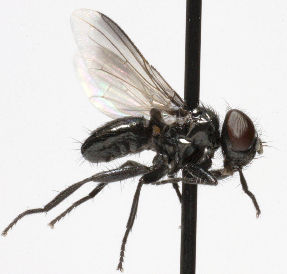 Diptera.info - Discussion Forum: Tachinidae, Catharosia pygmaea