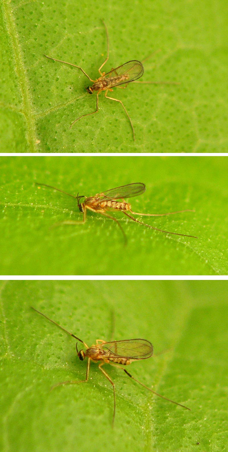 Diptera.info - Discussion Forum: Tiny midge - Cecidomyiidae?