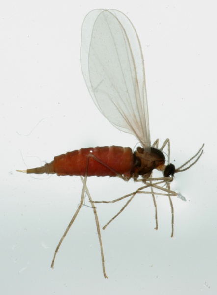 Diptera.info - Discussion Forum: Cecidomyiidae, Hungary3