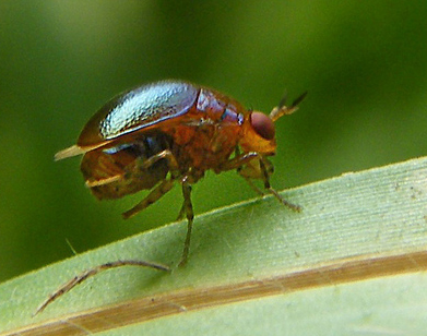 Diptera.info - Discussion Forum: Celyphidae Spaniocelyphus cf. palmi