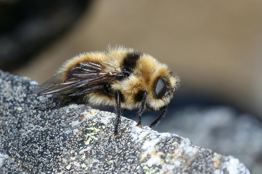 Diptera.info - Discussion Forum: Oestridae, Cephenemyia sp. (Norway)