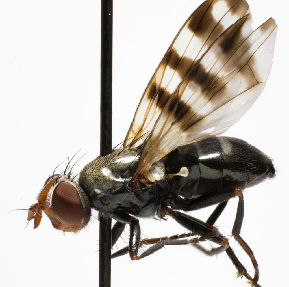 Diptera.info - Discussion Forum: Ulidiidae, Ceroxys urticae