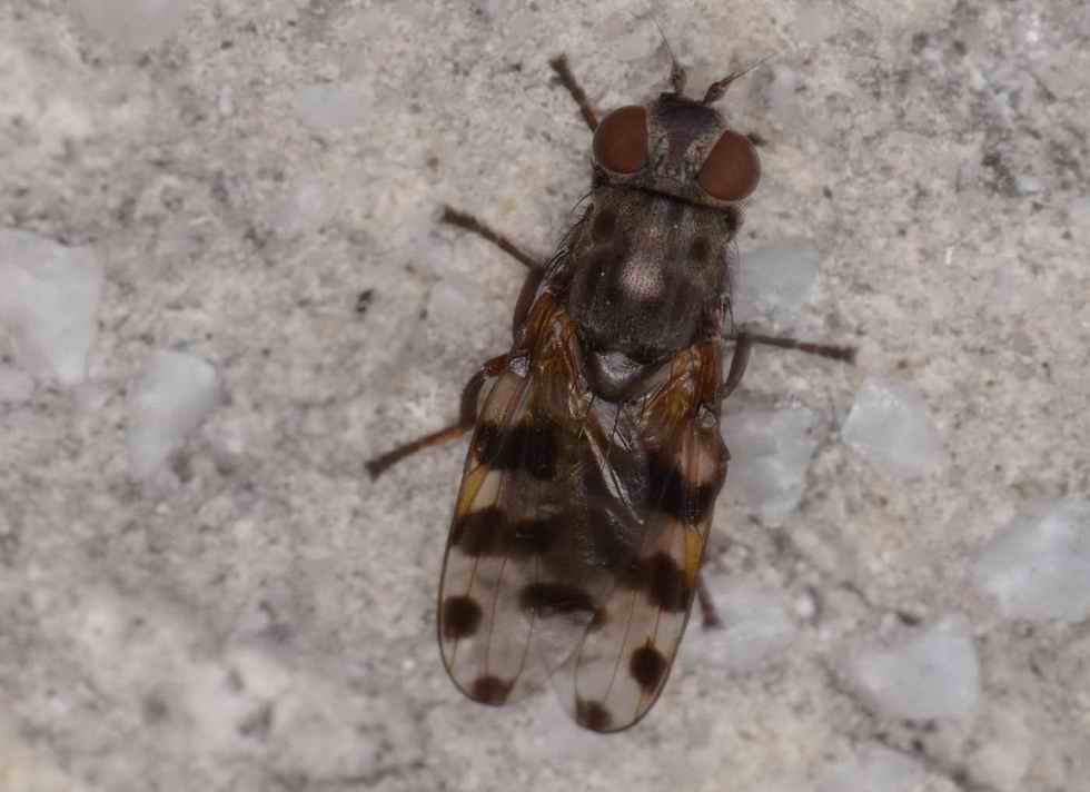 Diptera.info - Discussion Forum: Ceroxys hortulana?