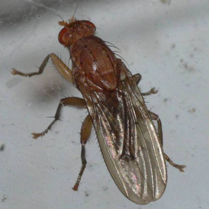 Diptera.info - Discussion Forum: Heleomyzidae or Dryomyzidae? (03.11.11 ...