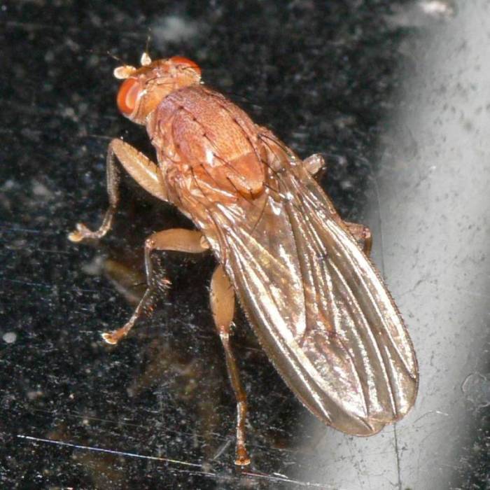 Diptera.info - Discussion Forum: Heleomyzidae or Dryomyzidae? (03.11.11 ...