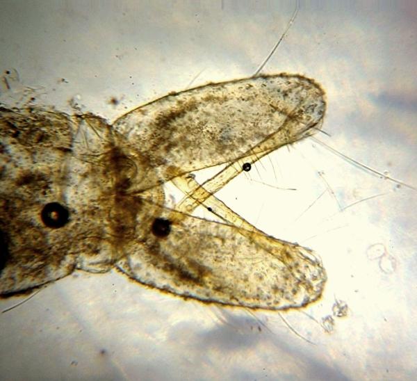 Diptera.info - Discussion Forum: Chaoborus male, NE HU, July