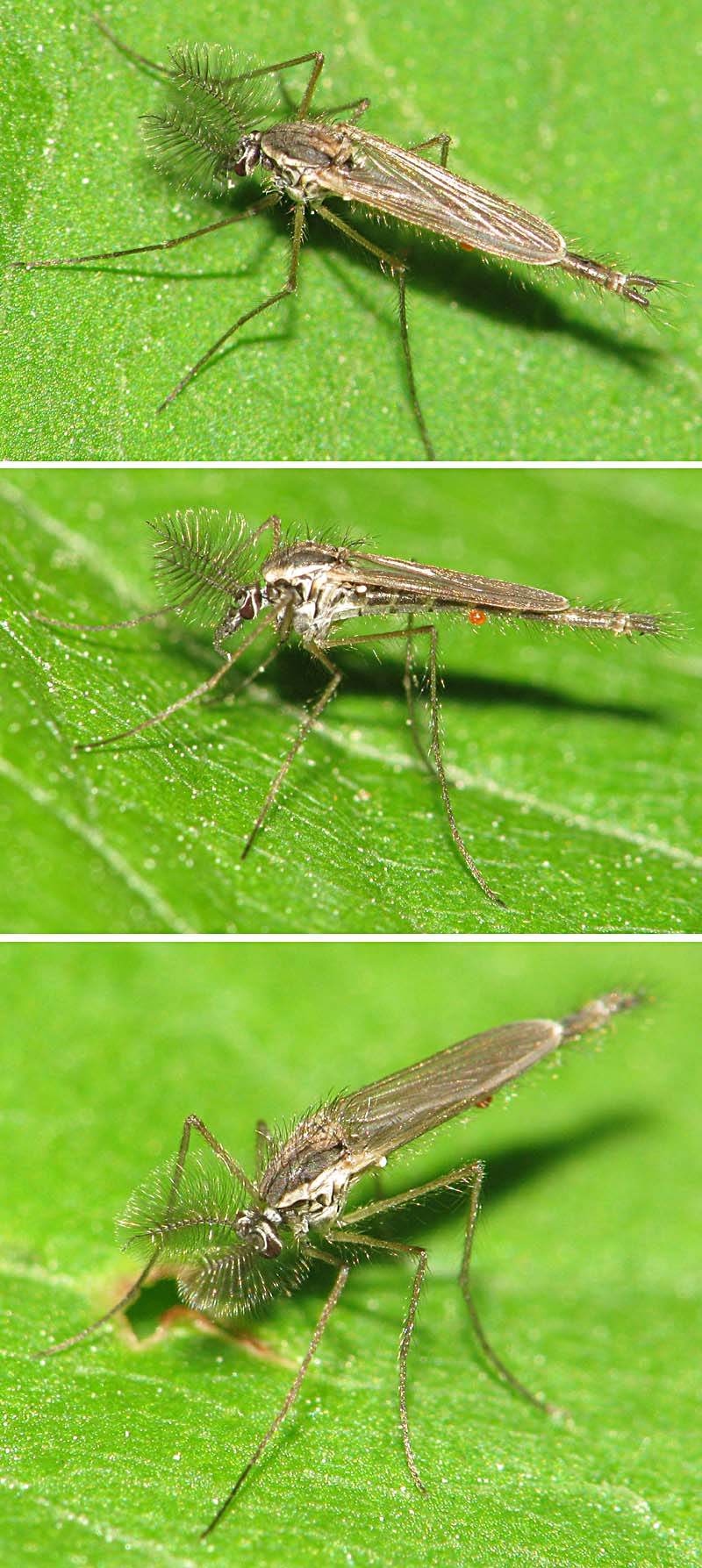 Diptera.info - Discussion Forum: Chaoborus crystallinus?