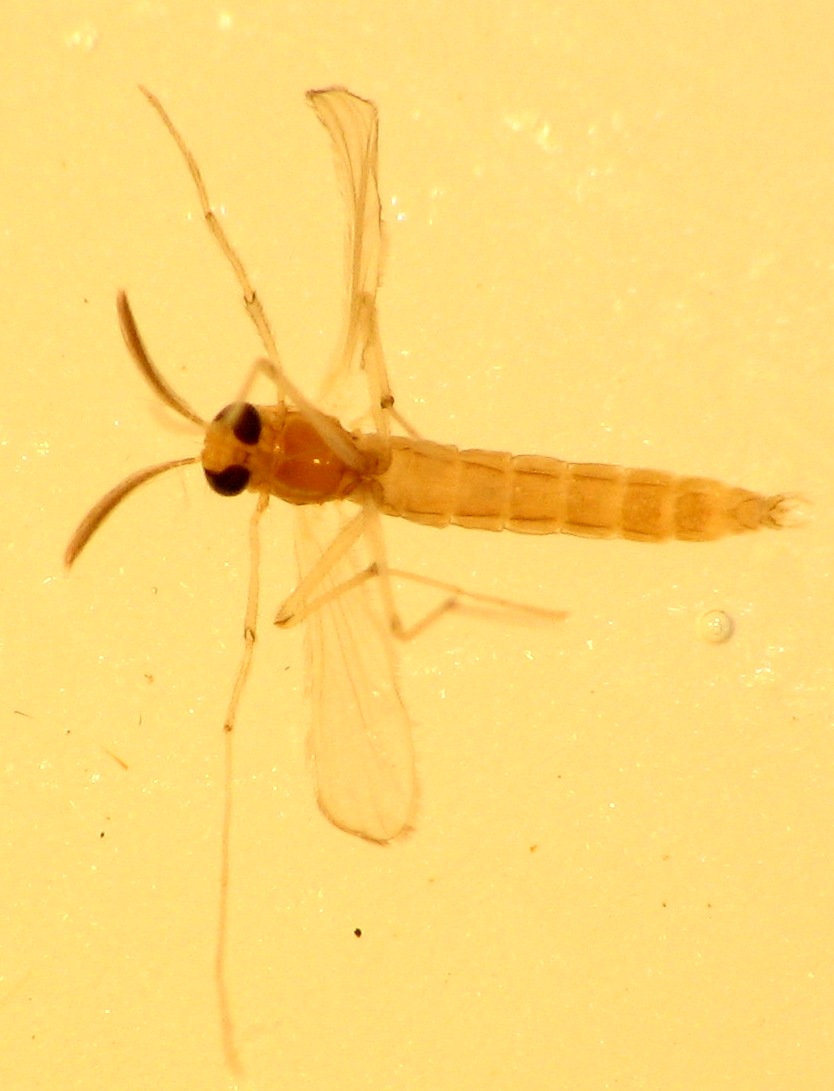Diptera.info - Discussion Forum: Chironomidae?