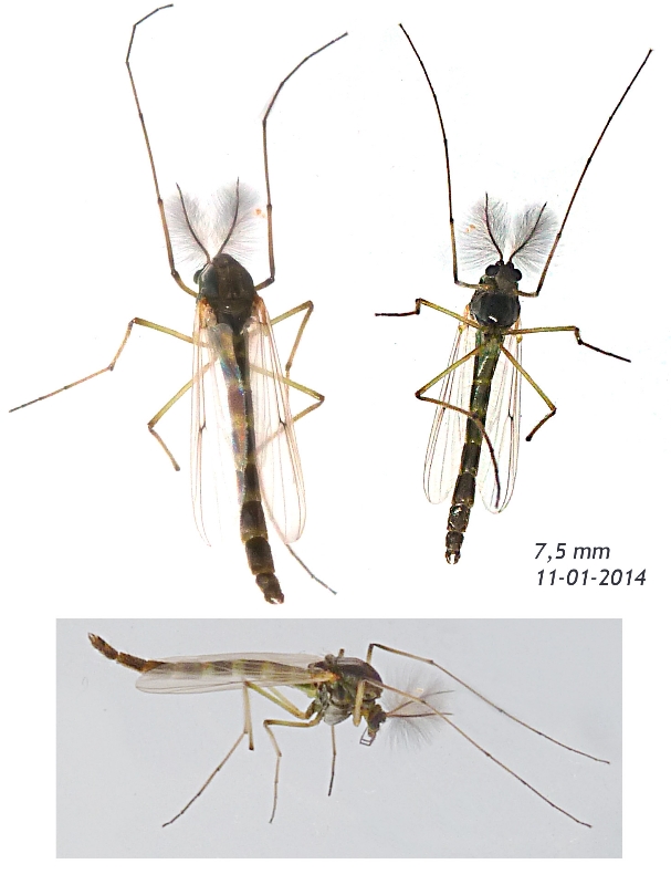 Diptera.info - Discussion Forum: Chironomus