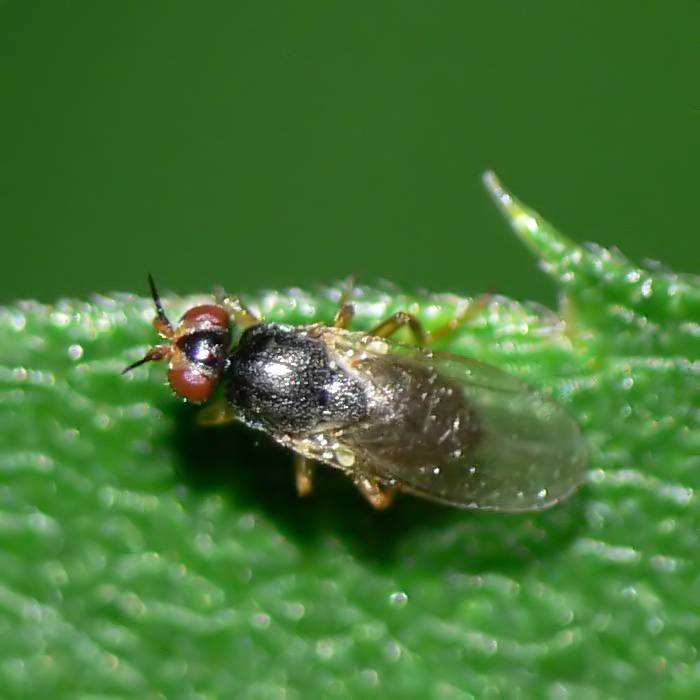 Diptera.info - Discussion Forum: Tiny Chloropid from 06.09.14 ...