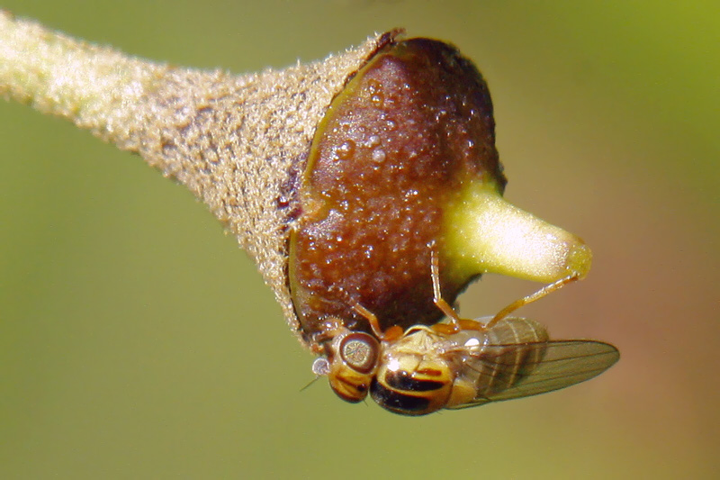 Diptera.info - Discussion Forum: Thaumatomyia sp