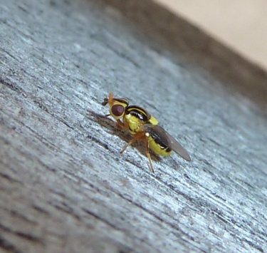 Diptera.info - Discussion Forum: Chloropidae - 28/07/2011