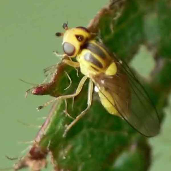 Diptera.info - Discussion Forum: Chlorops?