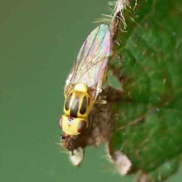 Diptera.info - Discussion Forum: Chlorops?