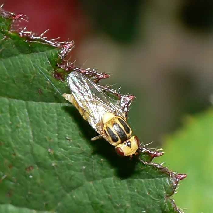 Diptera.info - Discussion Forum: Chlorops?
