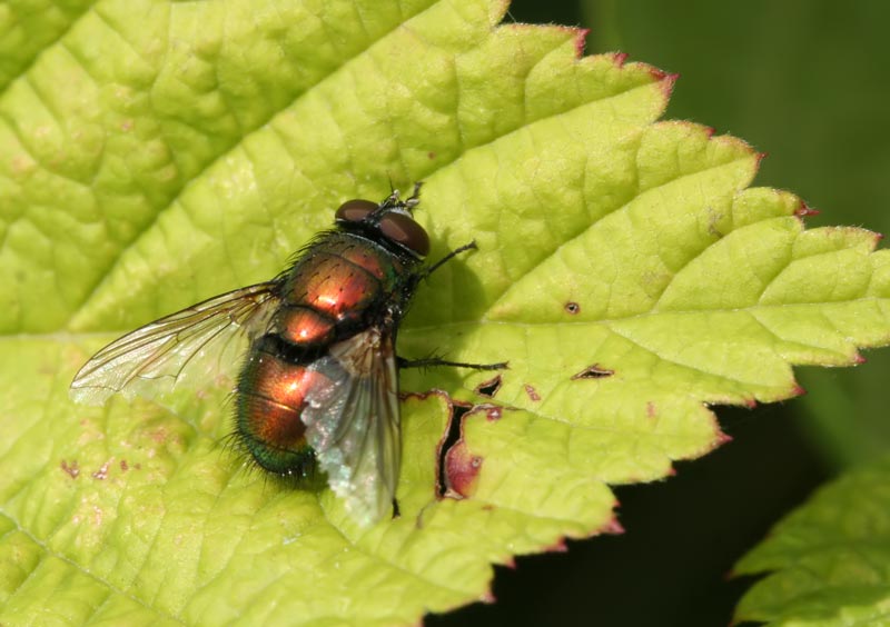 Diptera.info - Discussion Forum: Lucilla sp