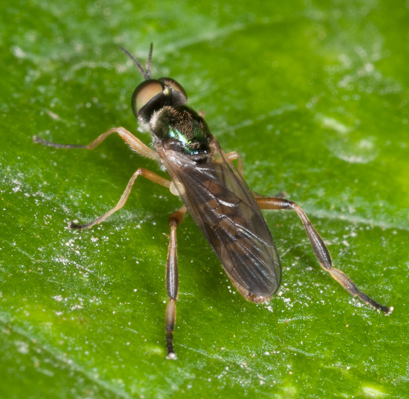 Diptera.info - Discussion Forum: Chorisops tibialis ? > Chorisops sp.