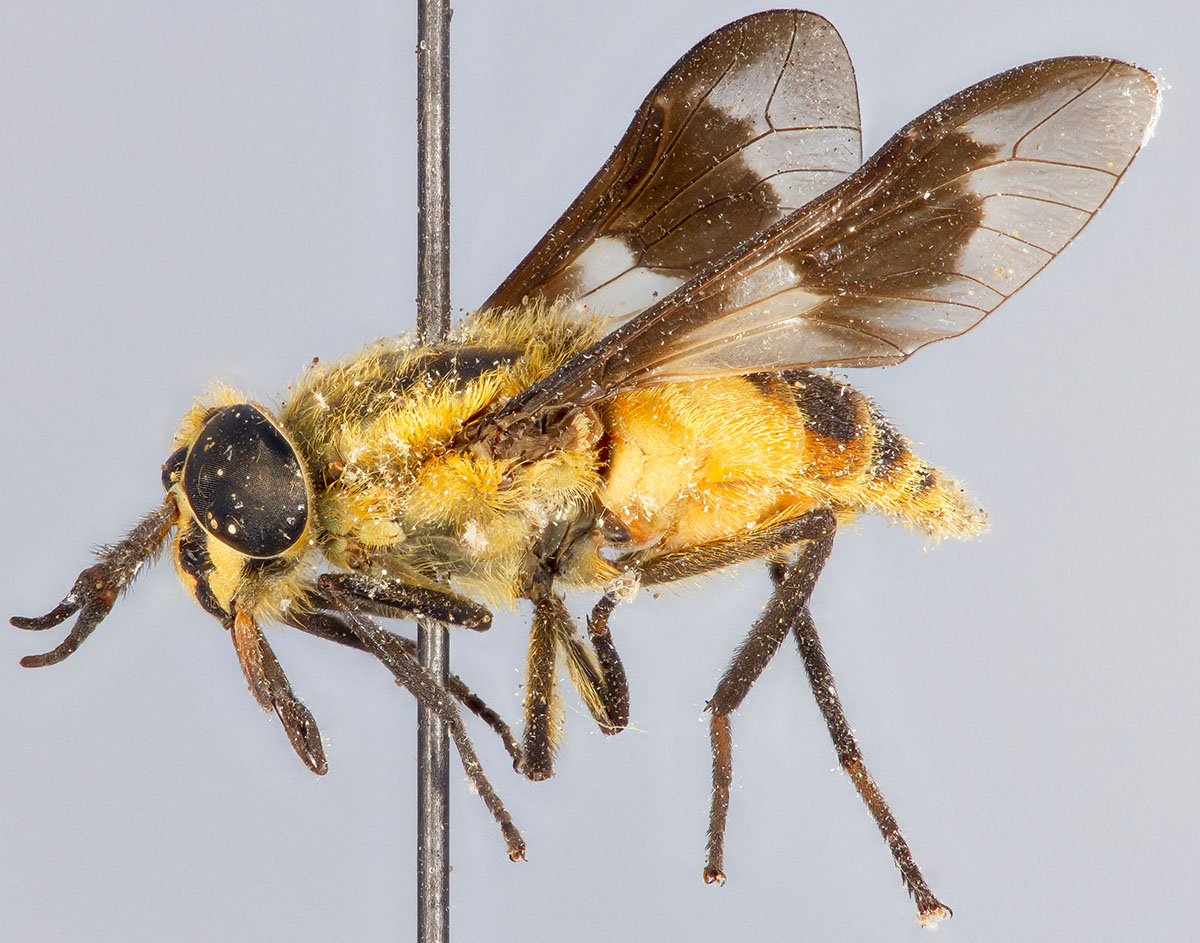 Diptera.info - Discussion Forum: Chrysops divariastas? - Solved