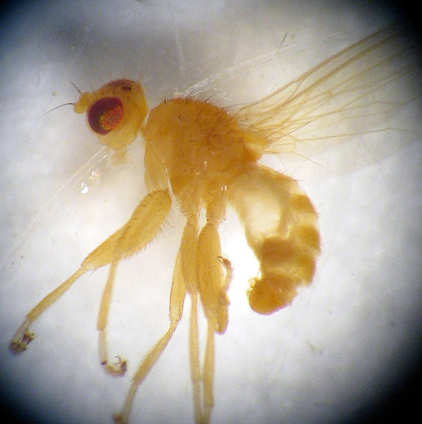 Diptera.info - Discussion Forum: Is it Chyromyidae