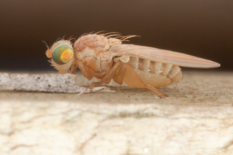 Diptera.info - Discussion Forum: Another Chyromyidae Aphaniosoma