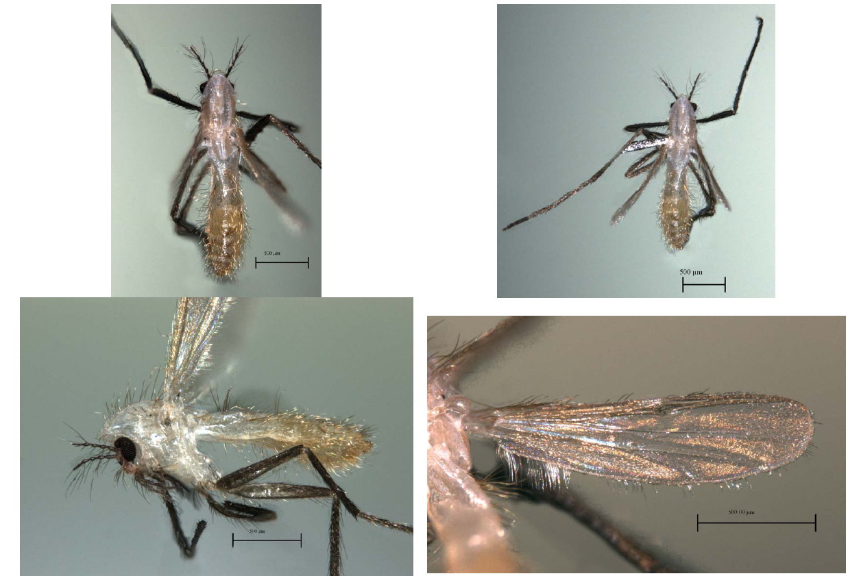 Diptera.info - Discussion Forum: Chironomidae?