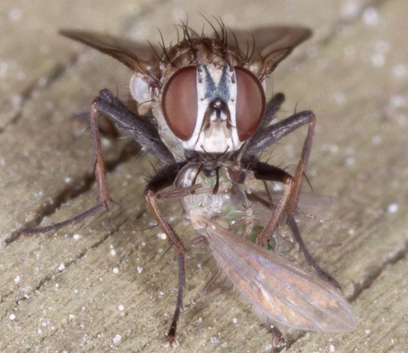 Diptera.info - Discussion Forum: Coenosia attenuata, small fearsome ...