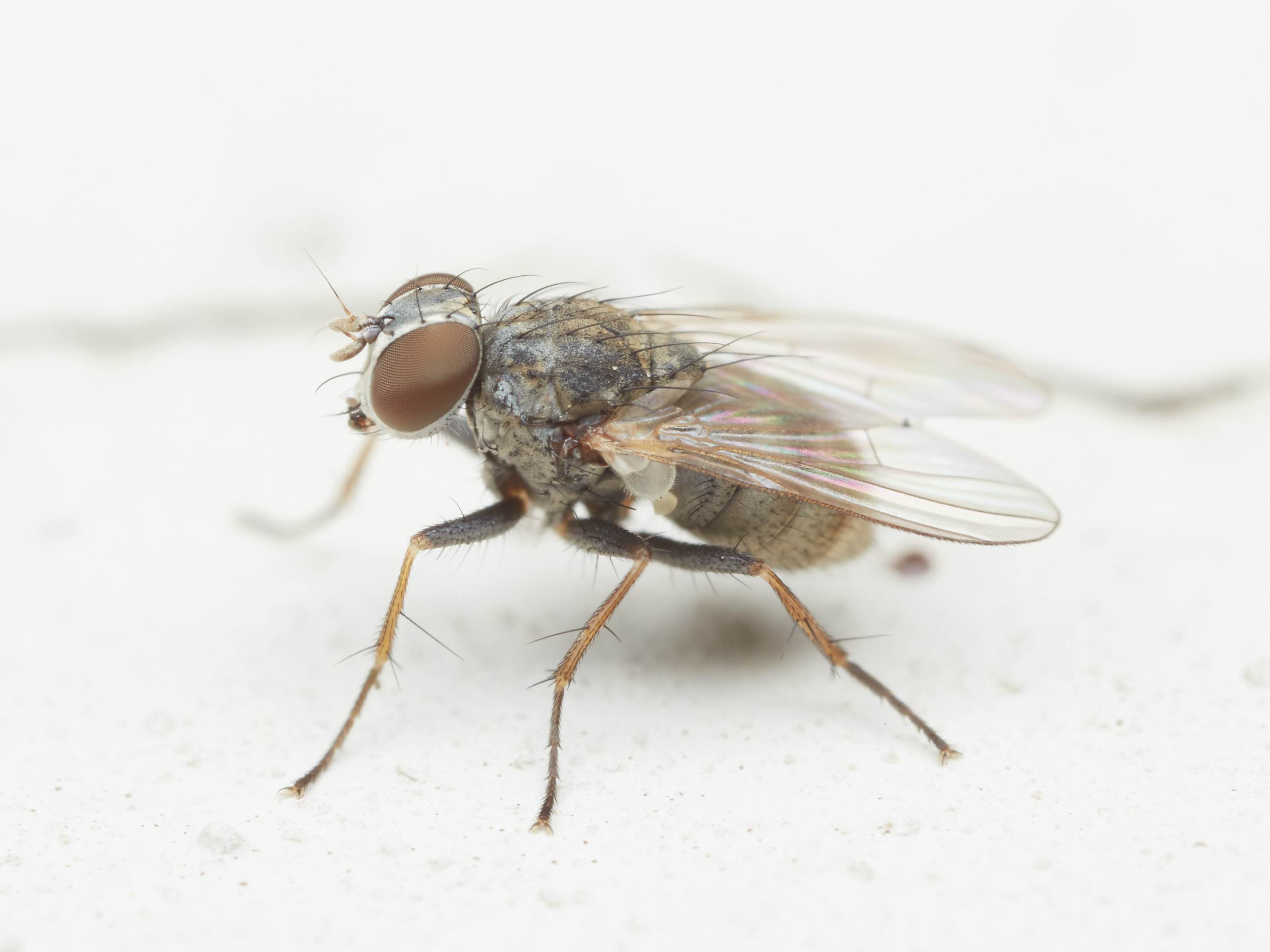 Diptera.info - Discussion Forum: Coenosia?