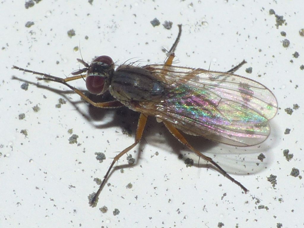 Diptera.info - Discussion Forum: Which Coenosia? (22.09.19 ...