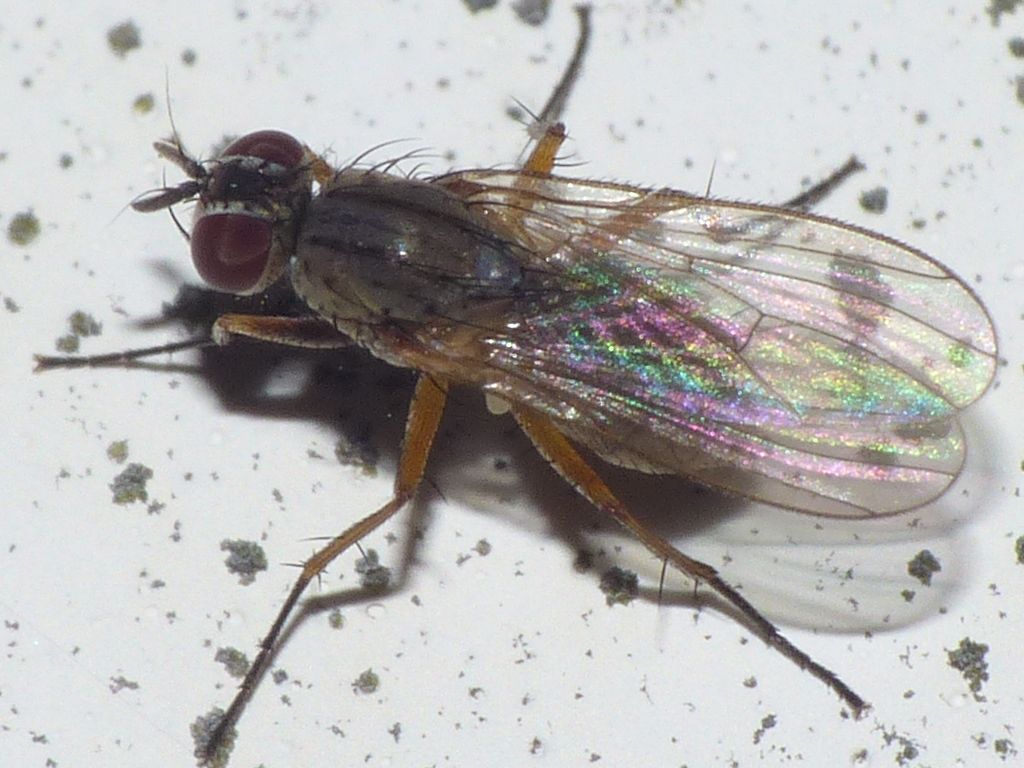 Diptera.info - Discussion Forum: Which Coenosia? (22.09.19 ...