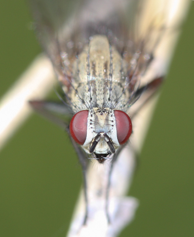 Diptera.info - Discussion Forum: Helina reversio