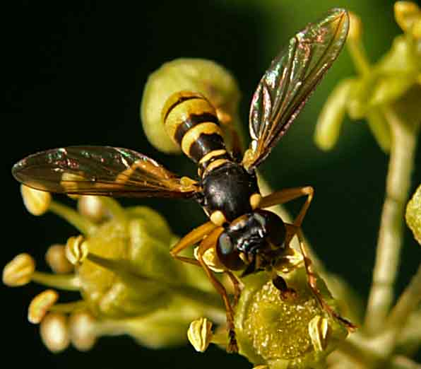 Diptera.info - Discussion Forum: 10mm-Conopidae, Oct, 14th ...