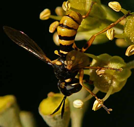 Diptera.info - Discussion Forum: 10mm-Conopidae, Oct, 14th ...