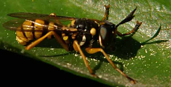 Diptera.info - Discussion Forum: 10mm-Conopidae, Oct, 14th ...