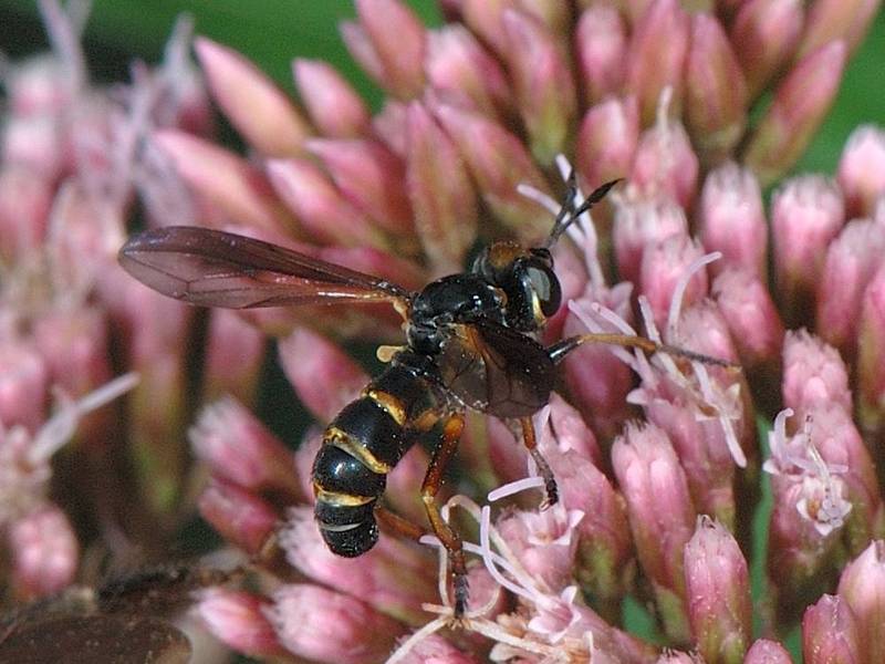 Diptera.info - Discussion Forum: [Conops strigatus] Conopidae to ID