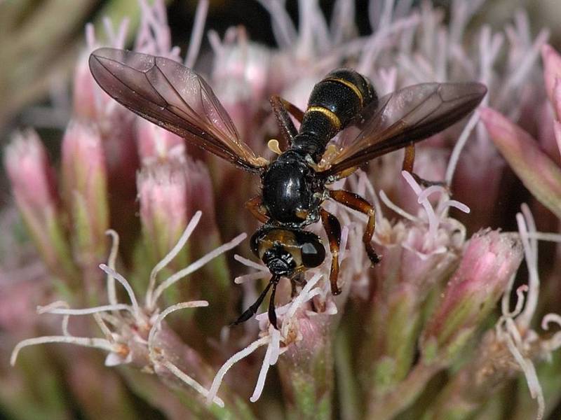 Diptera.info - Discussion Forum: [Conops strigatus] Conopidae to ID