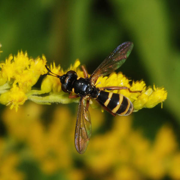 Diptera.info - Discussion Forum: Conops quadrifasciatus, Conopidae ...