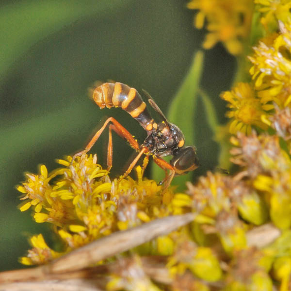 Diptera.info - Discussion Forum: Conops quadrifasciatus, Conopidae ...