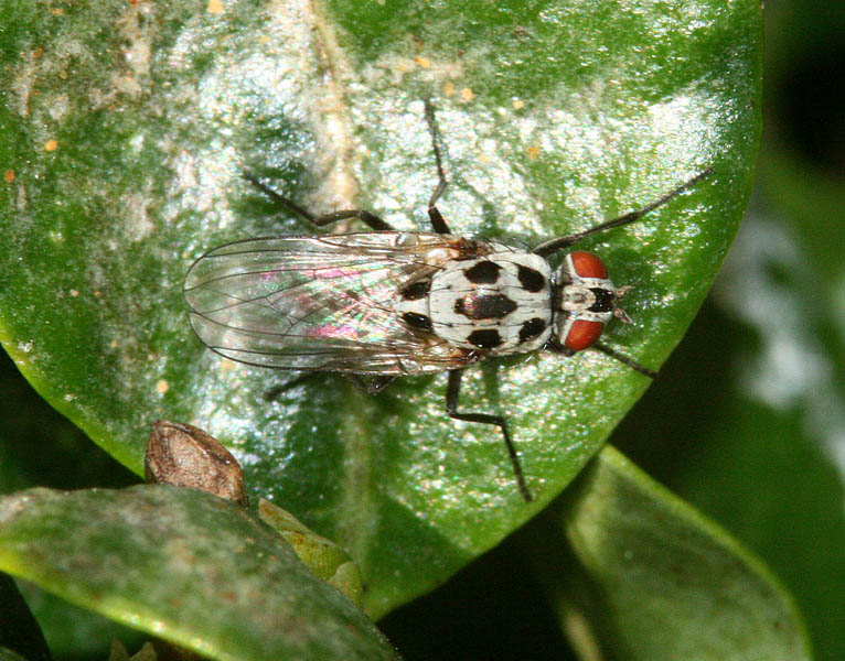 Diptera.info - Discussion Forum: Anthomyia pluvialis L. female