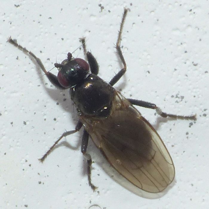 Diptera.info - Discussion Forum: Sphaerocerid from 11.01.18