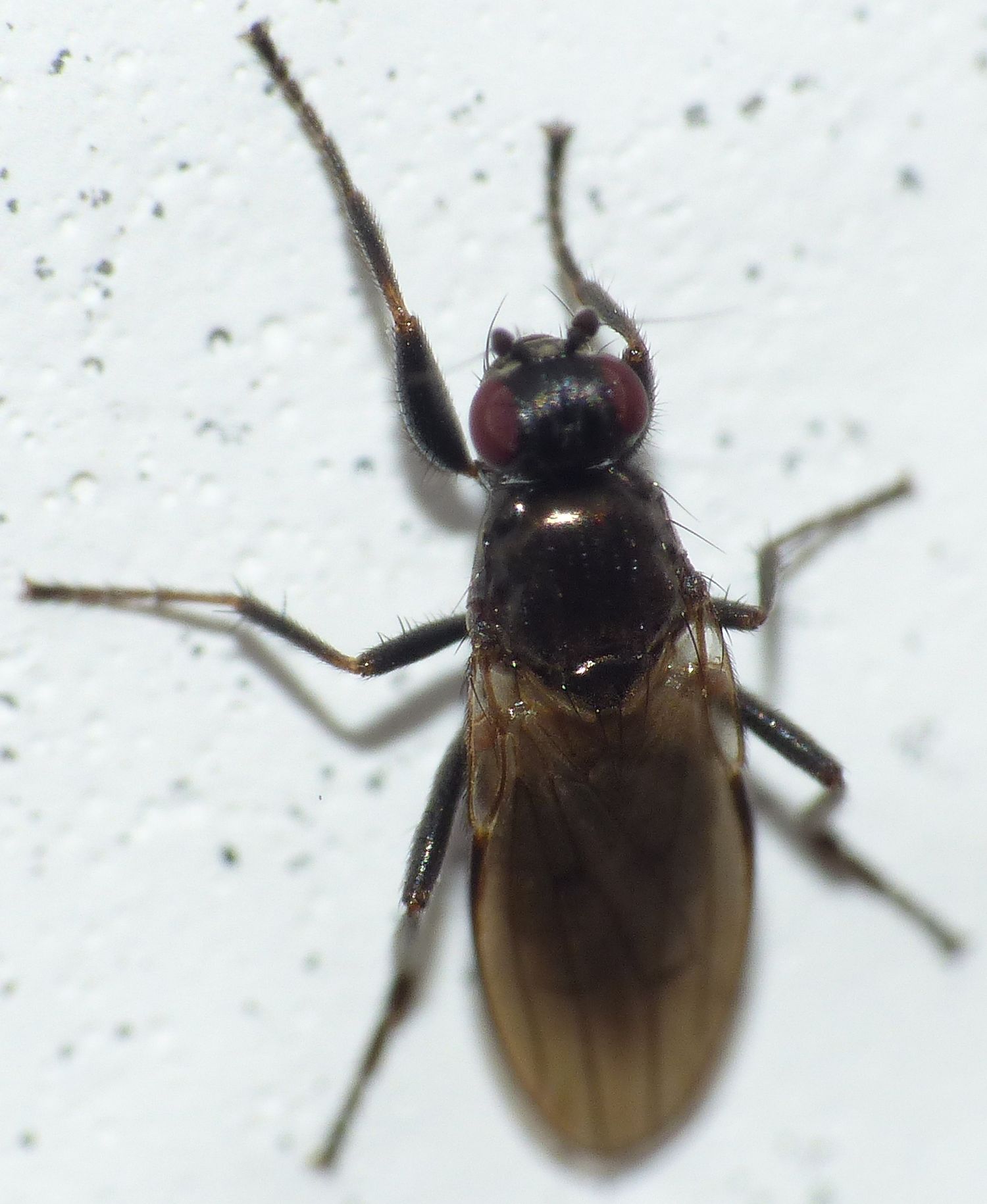 Diptera.info - Discussion Forum: Sphaerocerid from 11.01.18