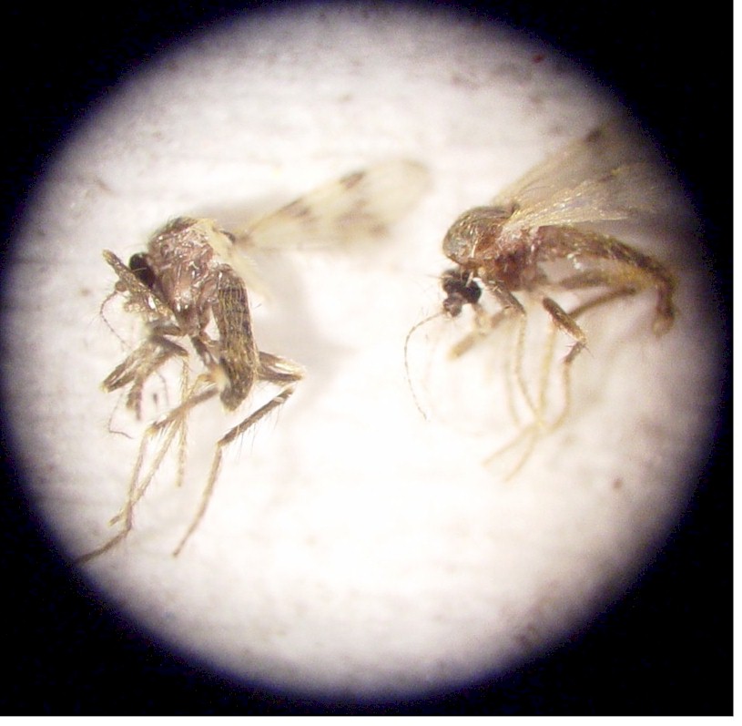 Diptera.info - Discussion Forum: Corethrella