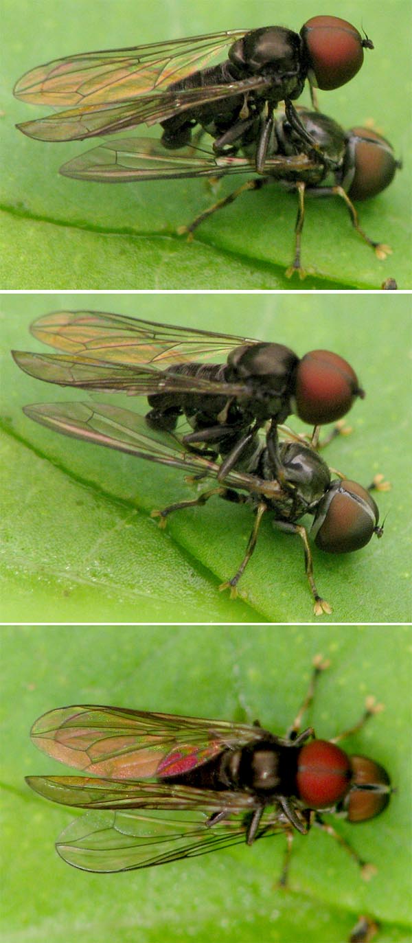 Diptera.info - Discussion Forum: couple of Pipunculids