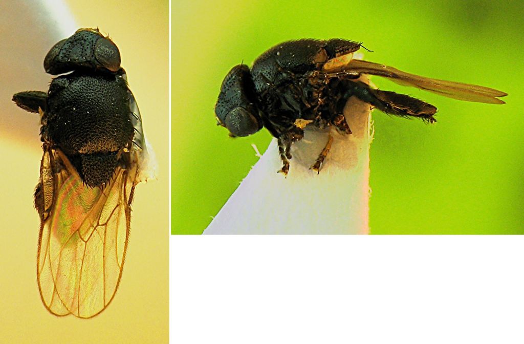 Diptera.info - Discussion Forum: Diptera - Centaurea phrygia