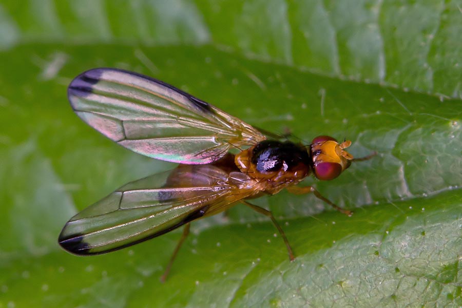 Diptera.info - Discussion Forum: Pallopteridae -> Palloptera saltuum