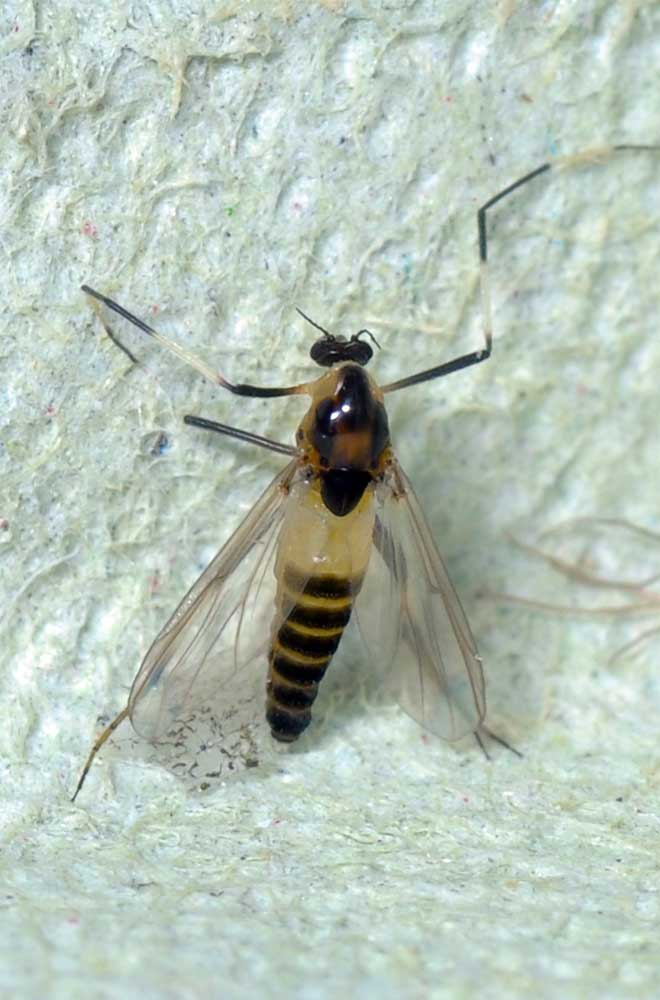 Diptera.info - Discussion Forum: Cricotopus sp. to ID
