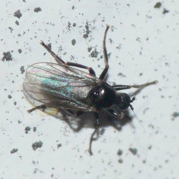 Diptera.info - Discussion Forum: Hybotidae from 16.10.11: Crossopalpus ...