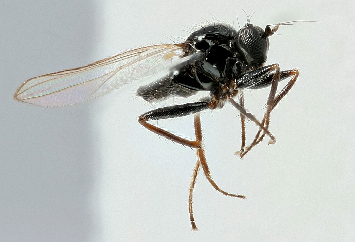 Diptera.info - Discussion Forum: Crossopalpus sp.