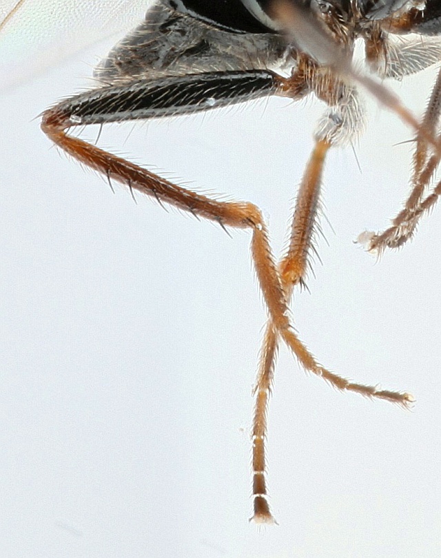 Diptera.info - Discussion Forum: Crossopalpus sp.