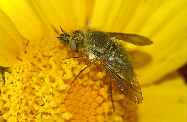Diptera.info - Discussion Forum: A furry fly from Cyprus