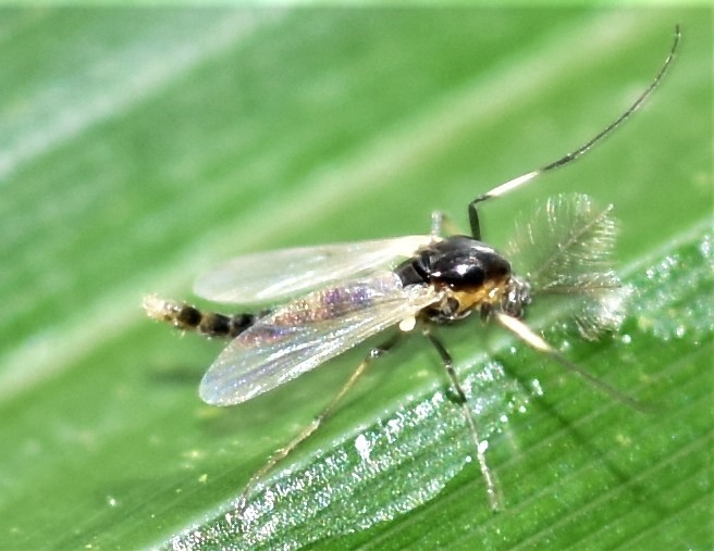 Diptera.info - Discussion Forum: ID please => Cricotopus sp.